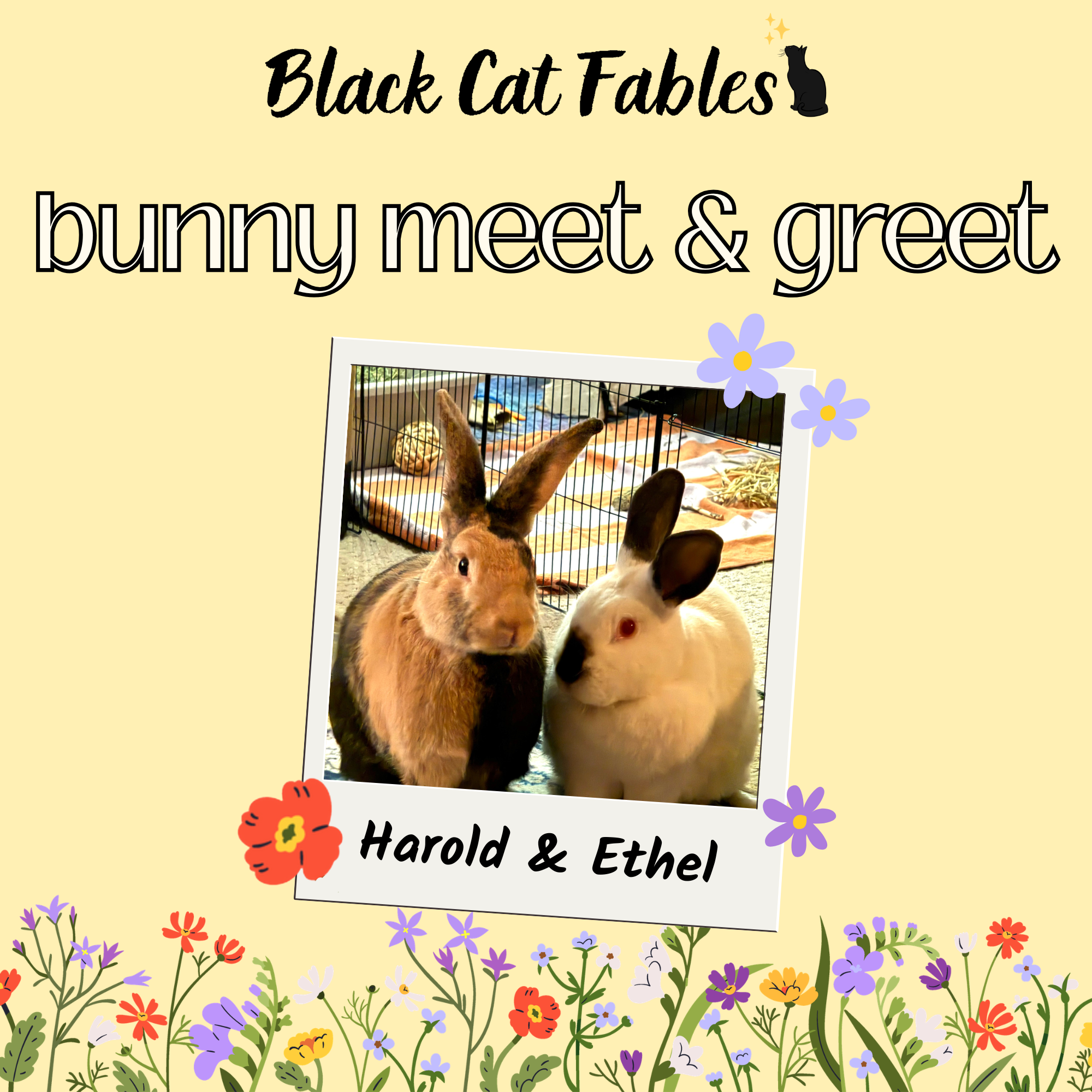 04/04/2026 - Bunny Meet & Greet – Black Cat Fables